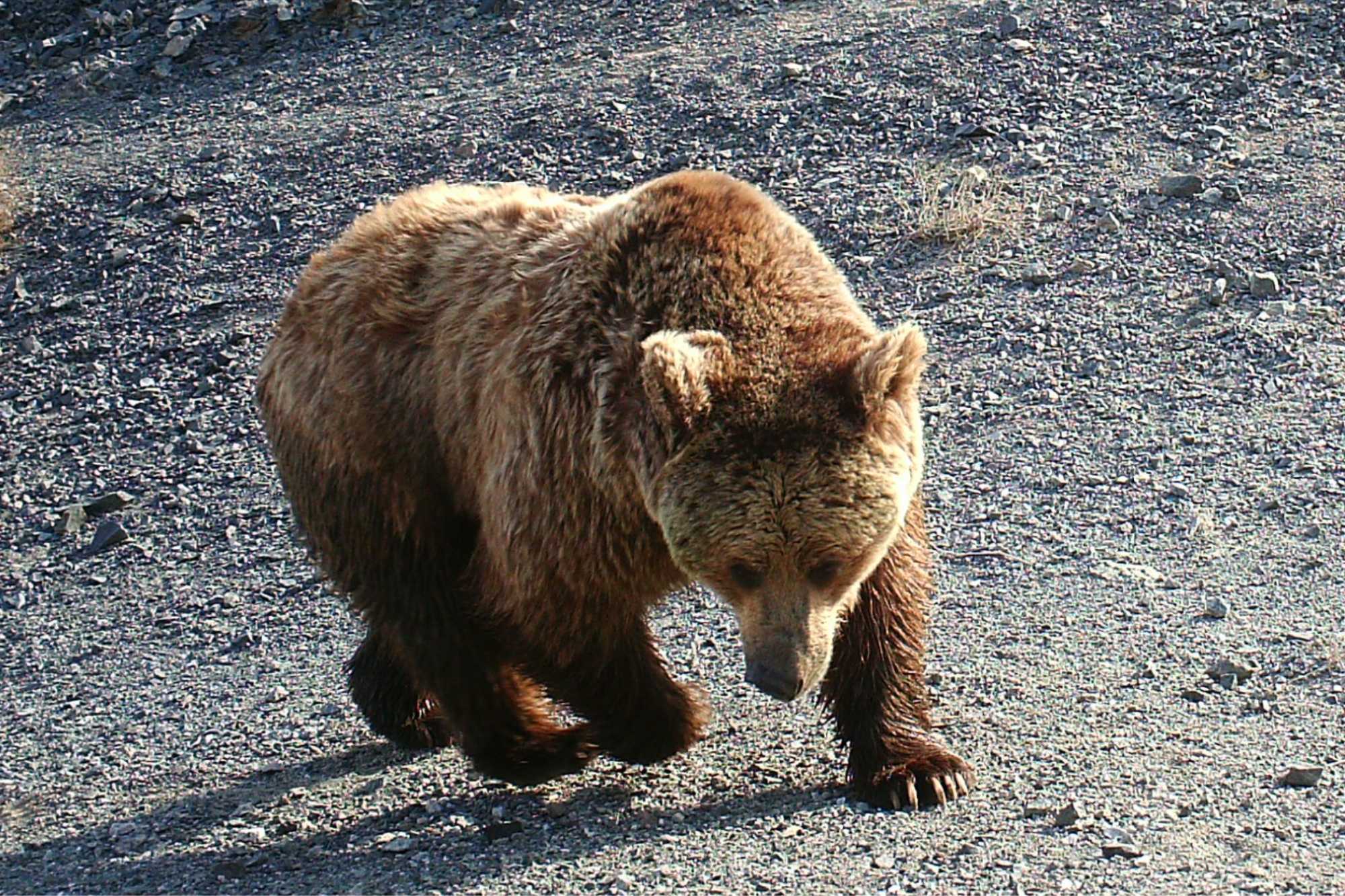 Jubiläum in der Wüste: LBV unterstützt seit 10 Jahren den Gobibären - LBV